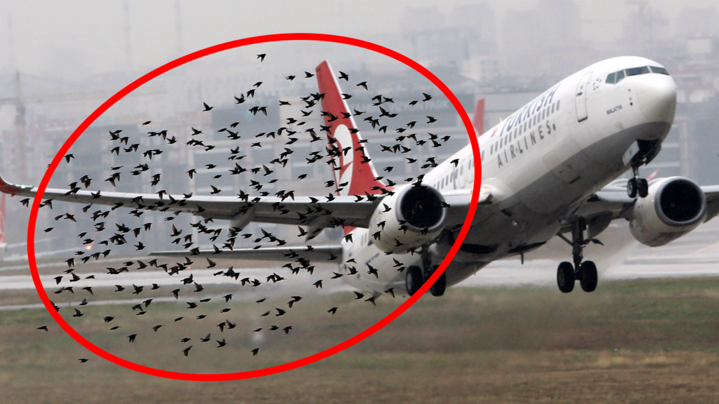 Bird Strikes: The Dangers and Consequences - Travel Radar - Aviation News
